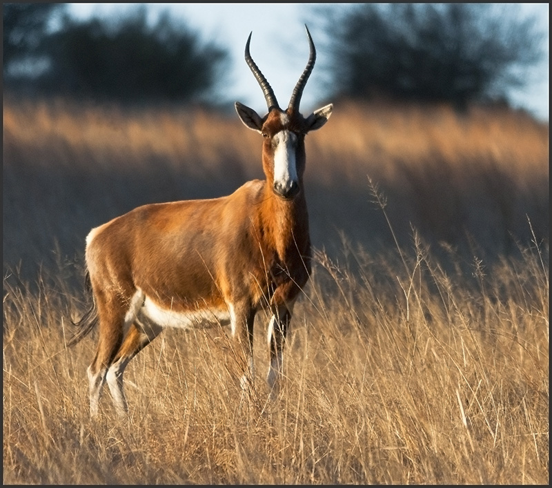 Brands We Love: Okapi - 'N A Perfect World with Nneya Richards © 2015